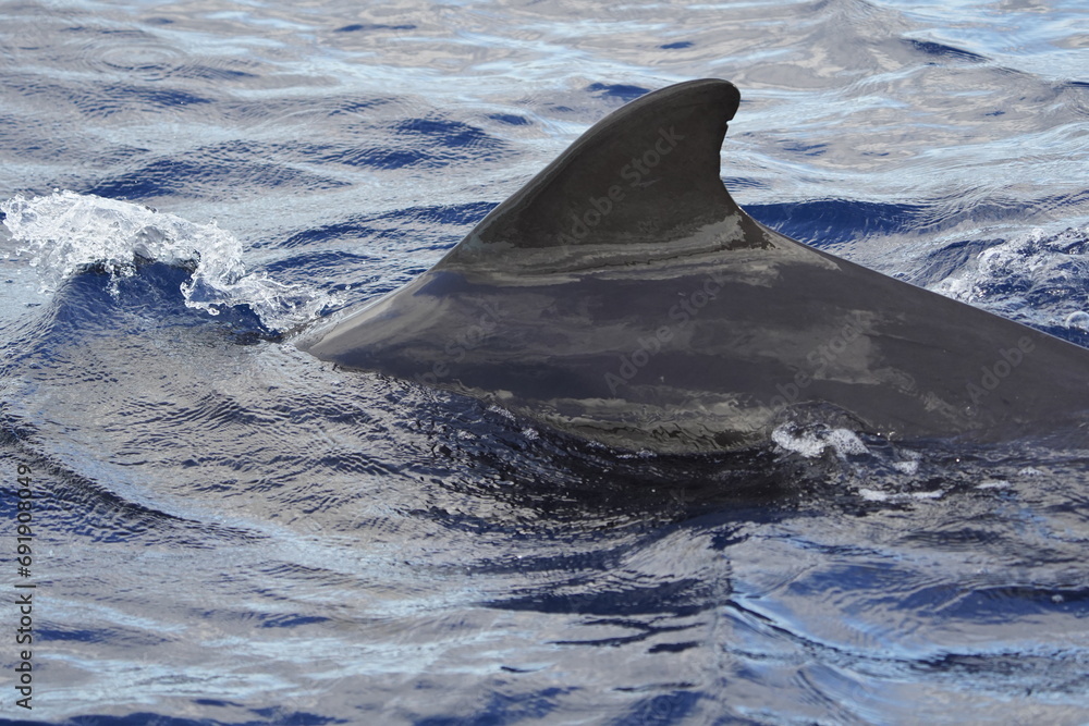 The long-finned pilot whale (Globicephala melas) is a large species of ...