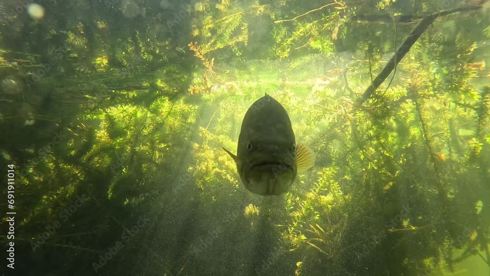 Stunning Shot Of A Black Bass Staring At The Camera Captured From A Low Angle With A Vibrant