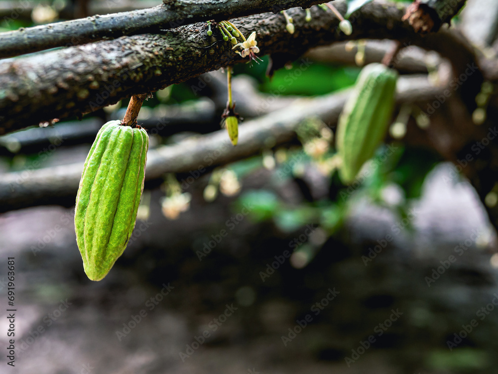 Green small Cocoa pods branch with young fruit and blooming cocoa ...