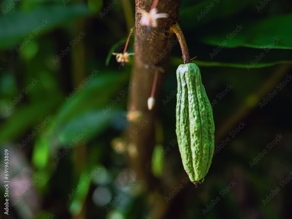 Green small Cocoa pods branch with young fruit and blooming cocoa ...