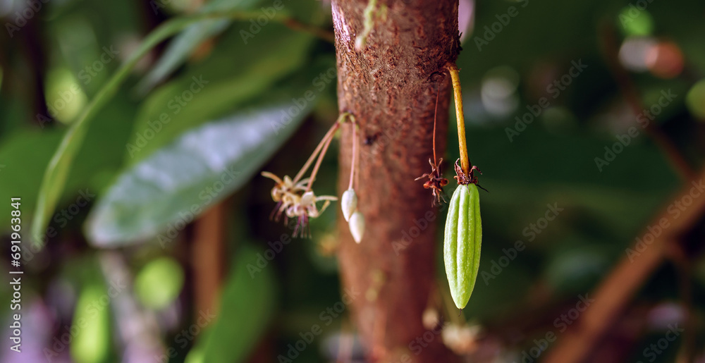 Green small Cocoa pods branch with young fruit and blooming cocoa ...