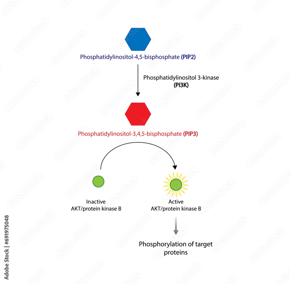 PI3K, Akt Pathway. phosphatidylinositol 3 kinase (PI3K). AKT, protein ... PI3K, Akt Pathway. phosphatidylinositol 3 kinase (PI3K). AKT, protein ...