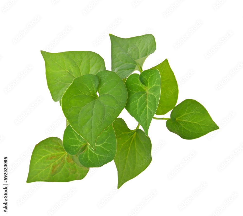 Plu Kaow leaf (Houttuynia cordata Thunb.) isolated on white background ...