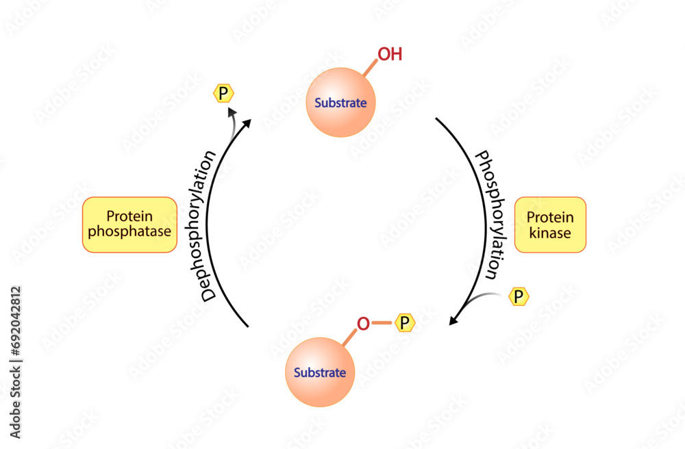 Phosphorylation and Dephosphorylation. Protein kinase, an enzyme that ...
