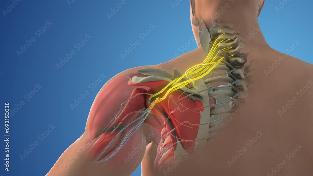 The network of brachial plexus nerves in the shoulder structure Stock ...