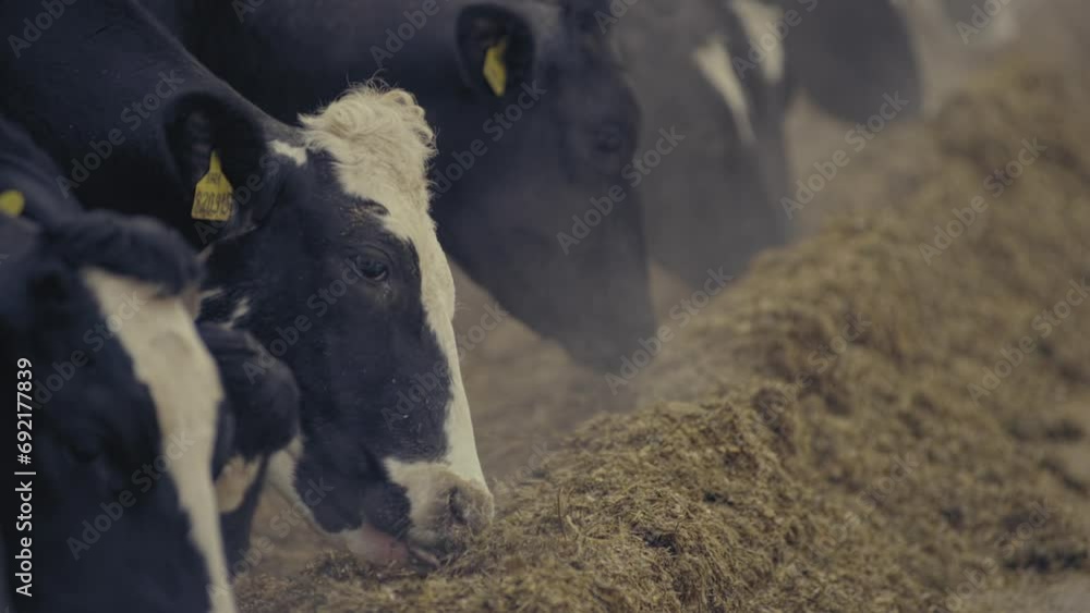 Cattle farming. Rearing and management of cows inside a facility. Cows ...