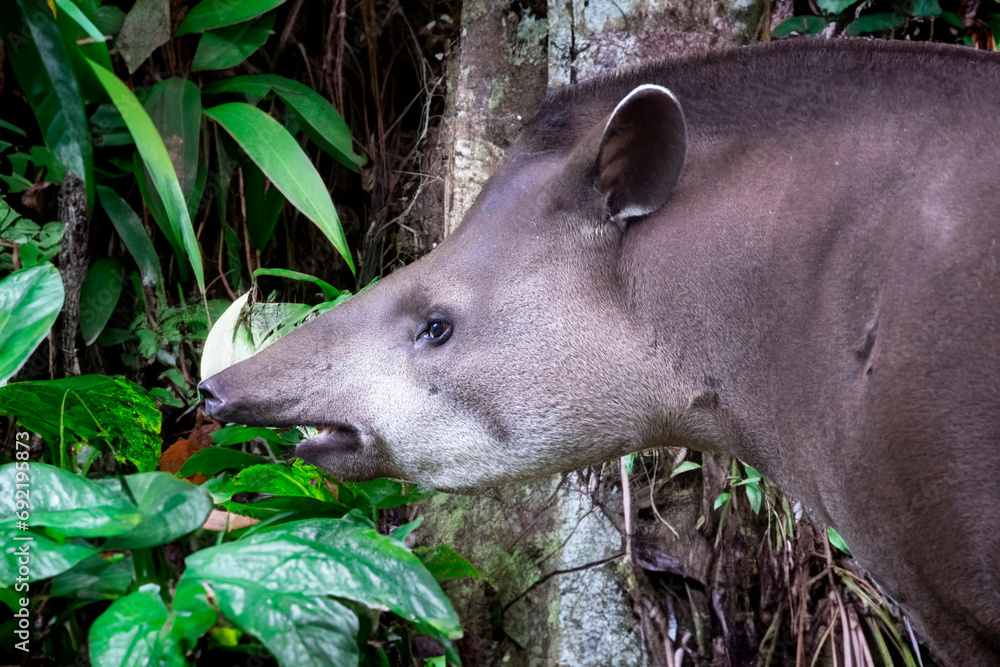 South American tapir (Tapirus terrestris), also commonly called the ...