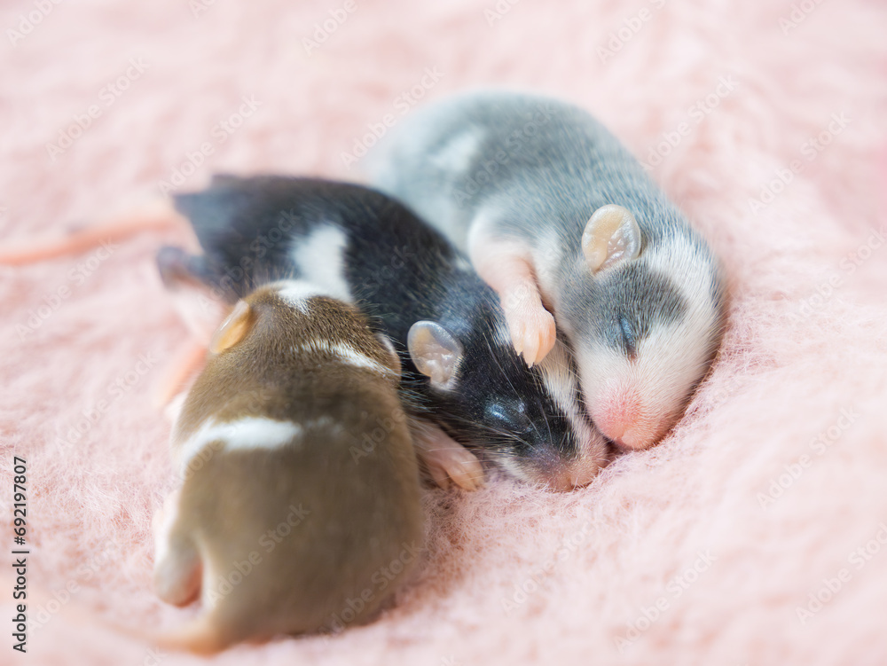Three blind baby satin decorative mice sleep together on a fluffy pink ...
