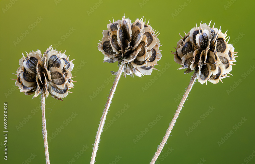Seedheads of wingstem (Verbesina alternifolia) in autum in central ...