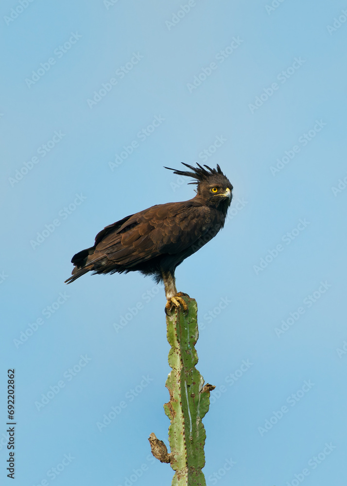 Long-crested eagle - Lophaetus occipitalis African bird of prey in ...
