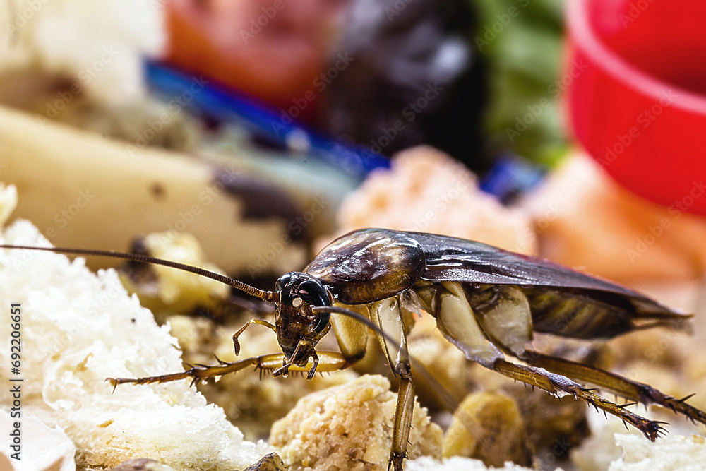 cockroaches walking over garbage piles, lack of hygiene and infestation ...