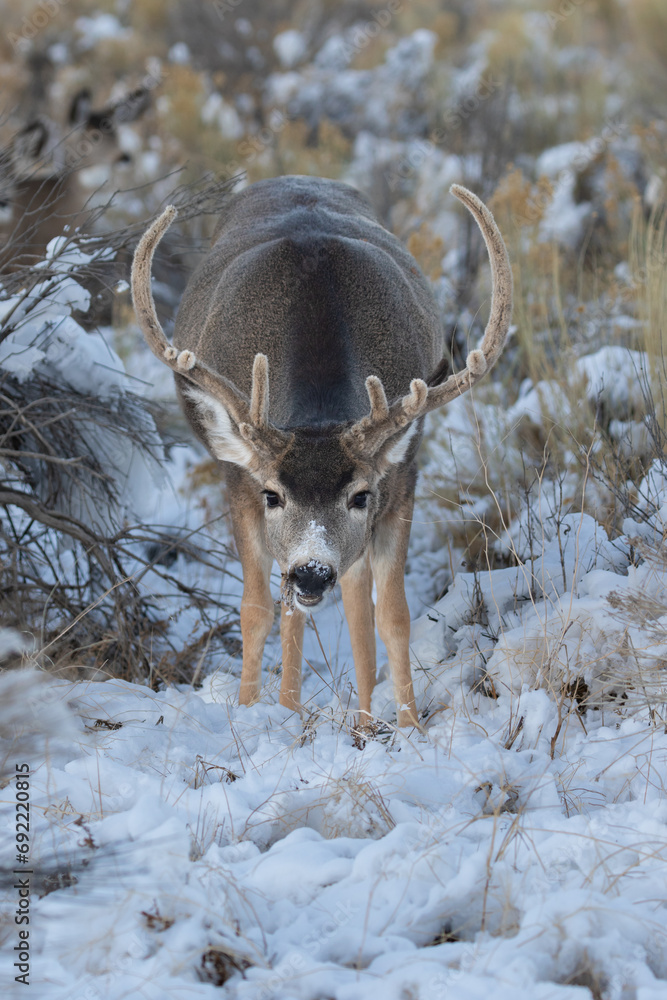 abnormal cryptorchid mule deer buck with velvet antlers in November ...