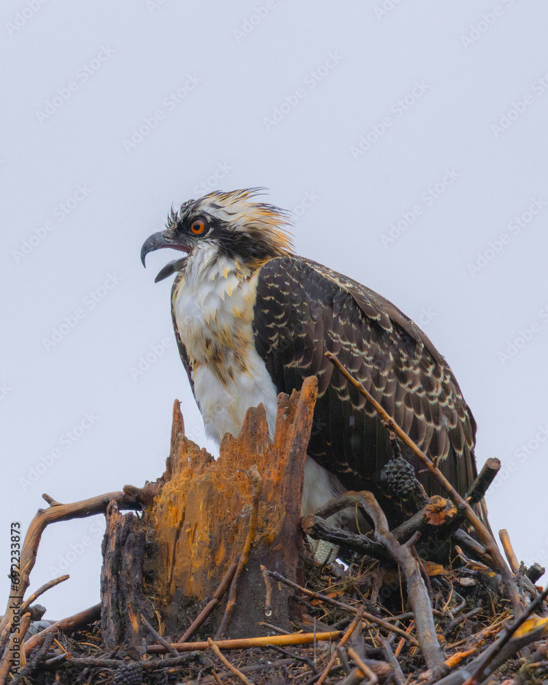 Very close view of an Osprey (sea hawk) in his nest opening his beak ...