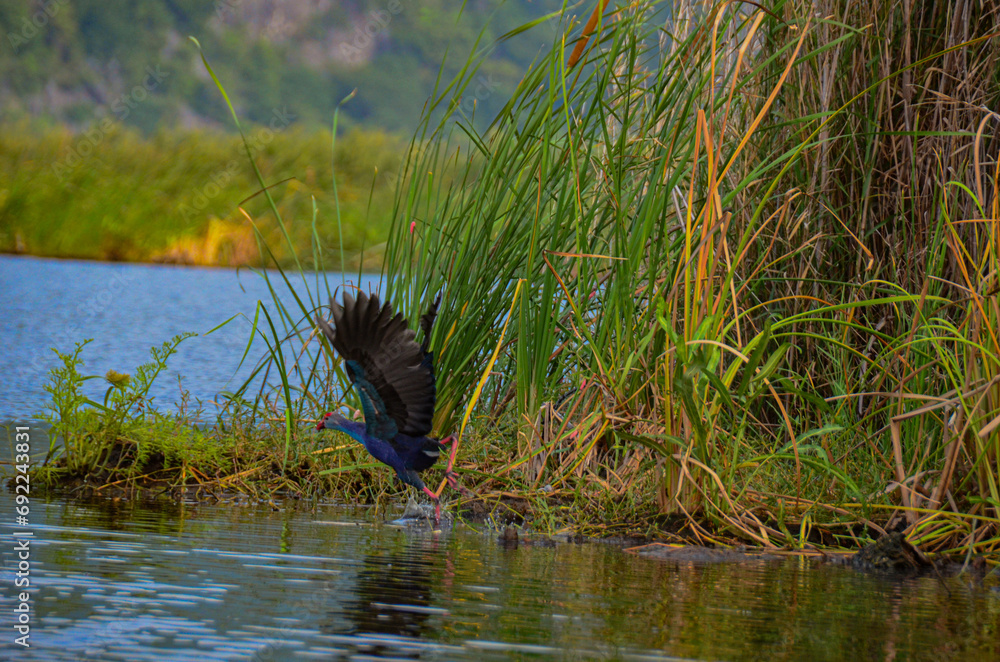 Calamón morado alzando el vuelo en un lago. Esta ave peculiar es típica ...