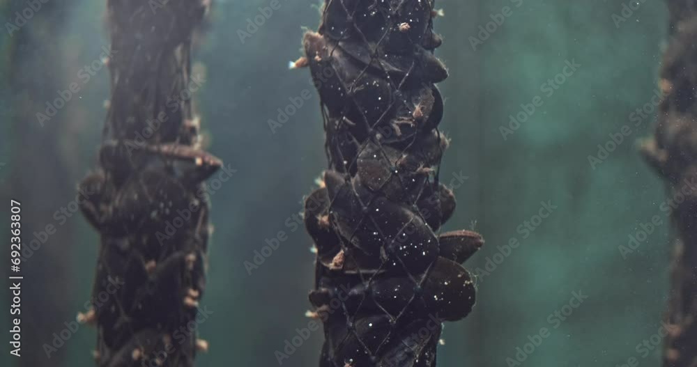 Underwater mussel farm on sea water background, close up. Mussel shells ...