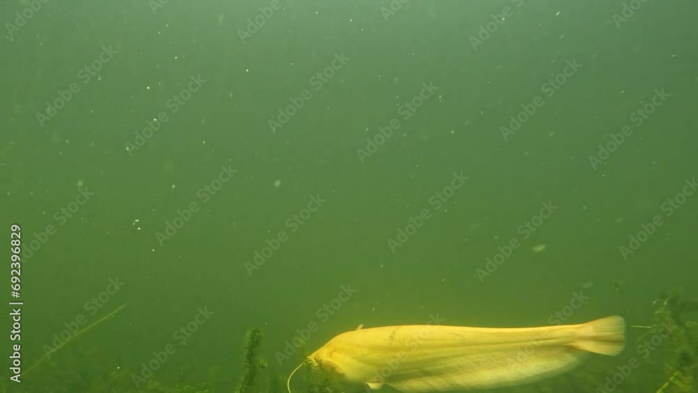 Rare footage of a Albino Mandarin Giant Catfish (Silurus Glanis ...