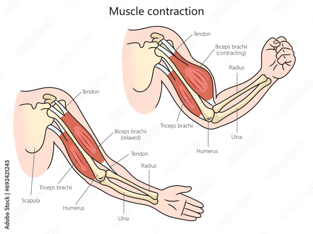 Human muscle contraction structure diagram hand drawn schematic vector ...