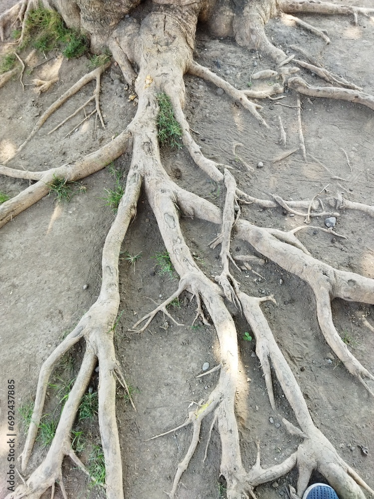 Pule tree roots in the garden Stock Photo | Adobe Stock