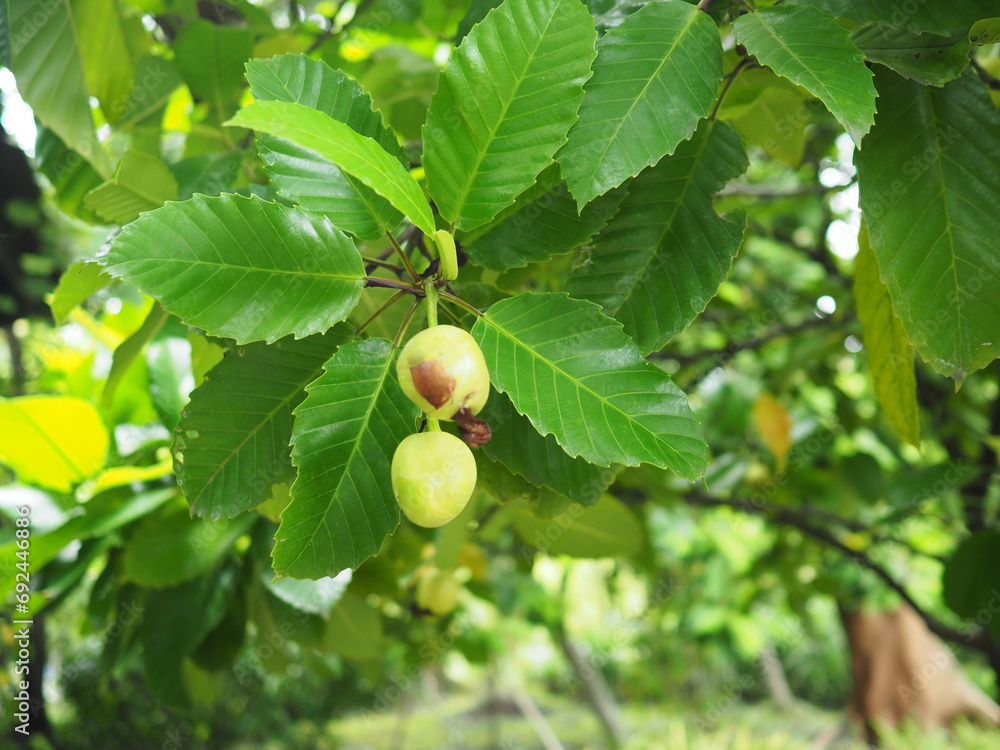 The light and spherical fruit green fruit with leaves are dark green ...