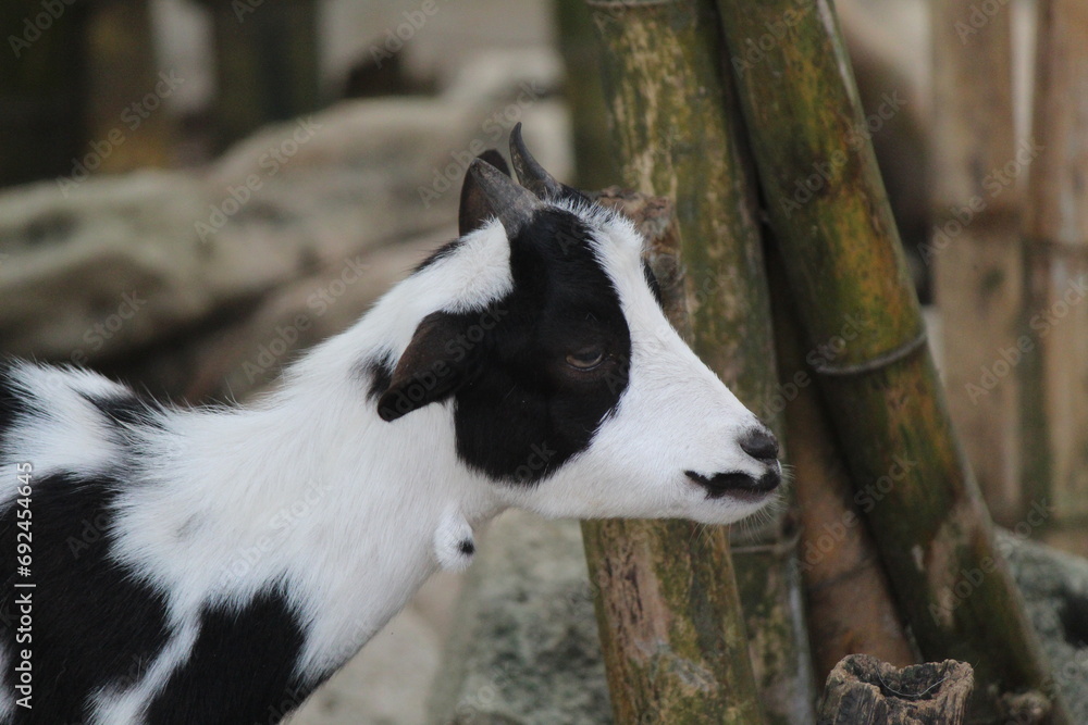 Capra aegagrus hircus, Dwarf goats have short legs and head, and a ...