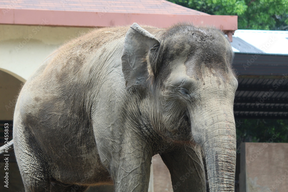 Elephas maximus sumatranus, Elephants are one of the largest ...