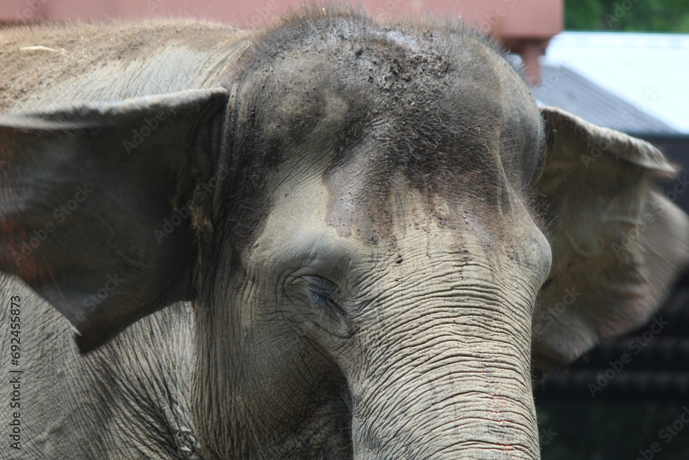 Póster Elephas maximus sumatranus, Elephants are one of the largest ...