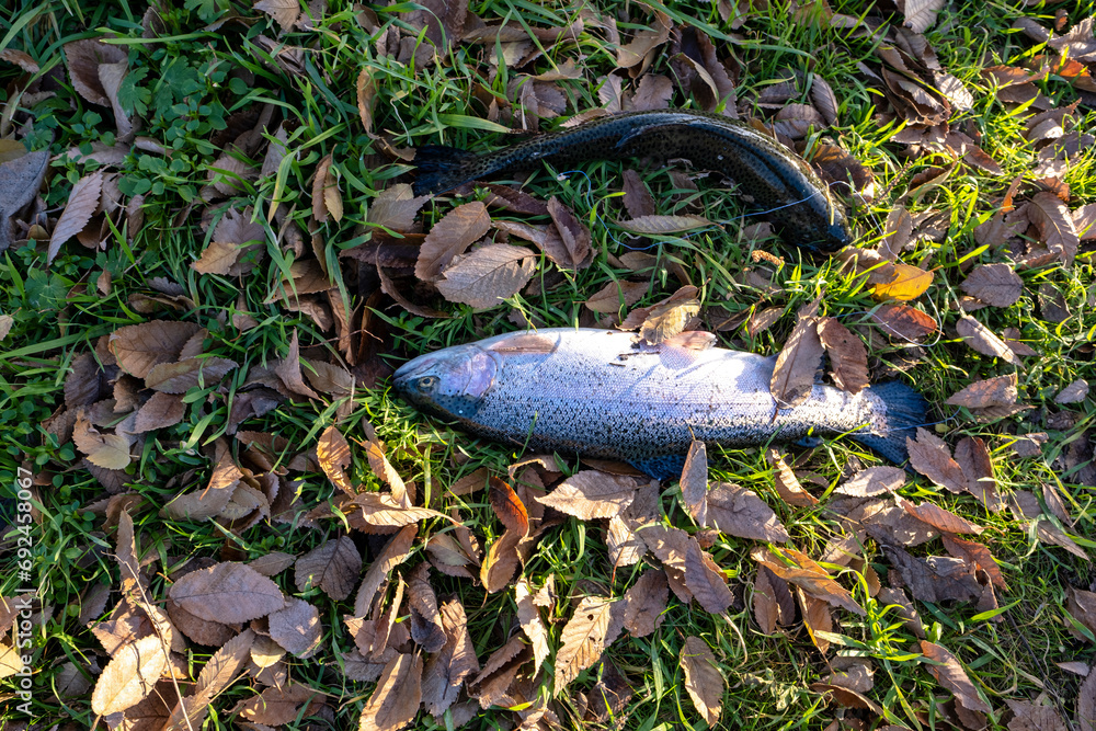 action, activity, adult, angler, angling, autumn, background, bait ...