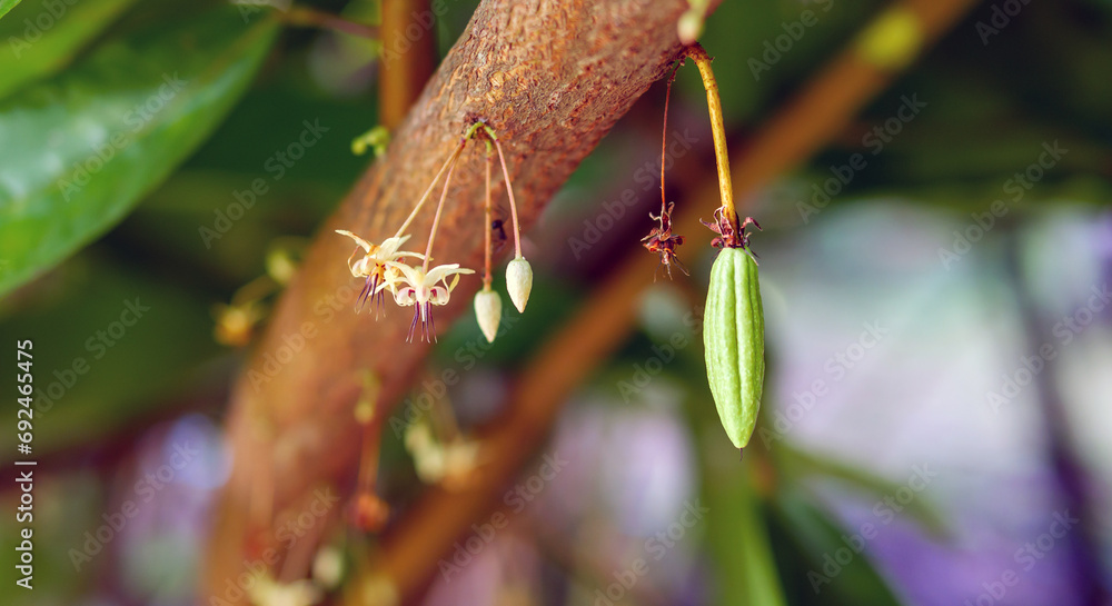 Green small Cocoa pods branch with young fruit and blooming cocoa ...