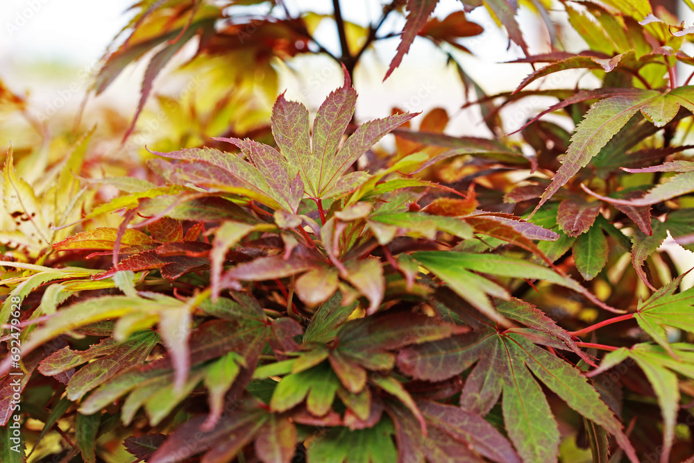 The palmate Japanese maple is a very beautiful ornamental tree.. Acer ...