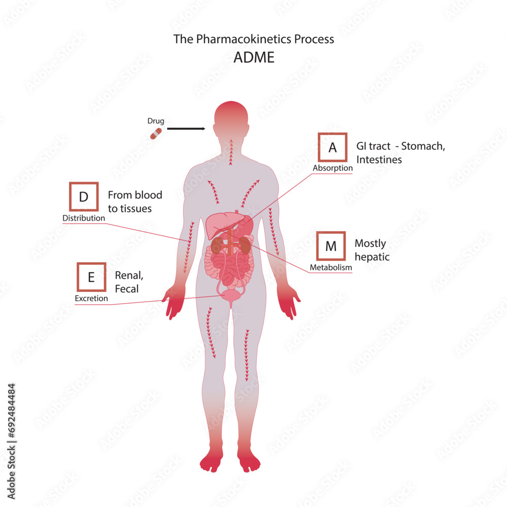 Poster Diagram showing pharmacokinetic parameters - ADME - Absorption, Distribution, Metabolism ...