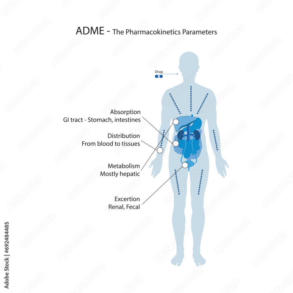 Diagram showing pharmacokinetic parameters - ADME - Absorption ...