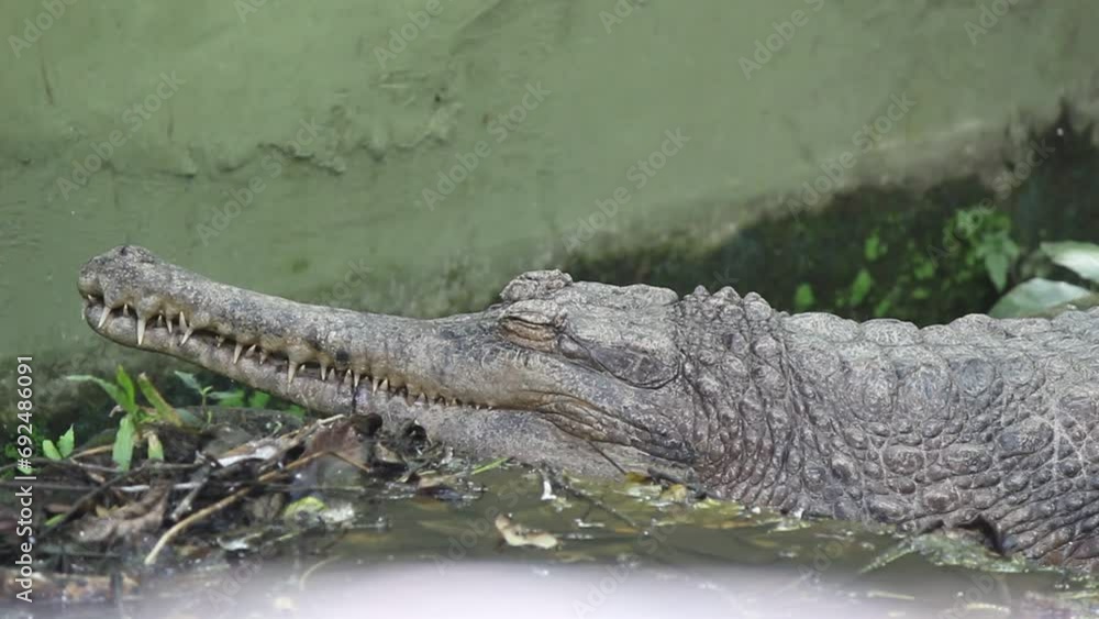 The gharial, also known as gavial or fish-eating crocodile, is a ...