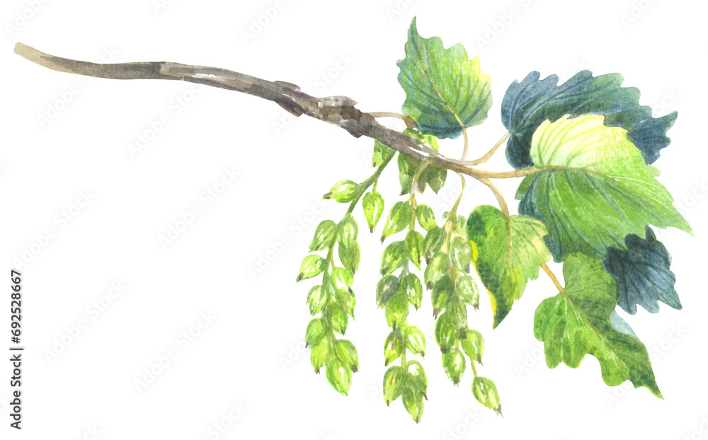 Eastern cottonwood Populus deltoides. Watercolor hand drawing painted ...