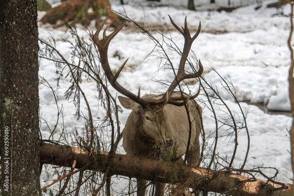 Rotwild Verbiss Stock Photo | Adobe Stock