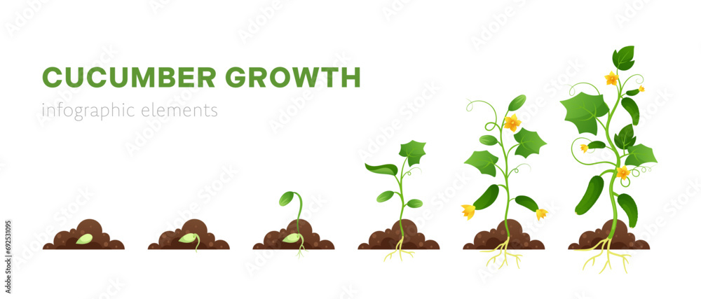 Growing plant stages. Vector illustration of planting and cultivation ...