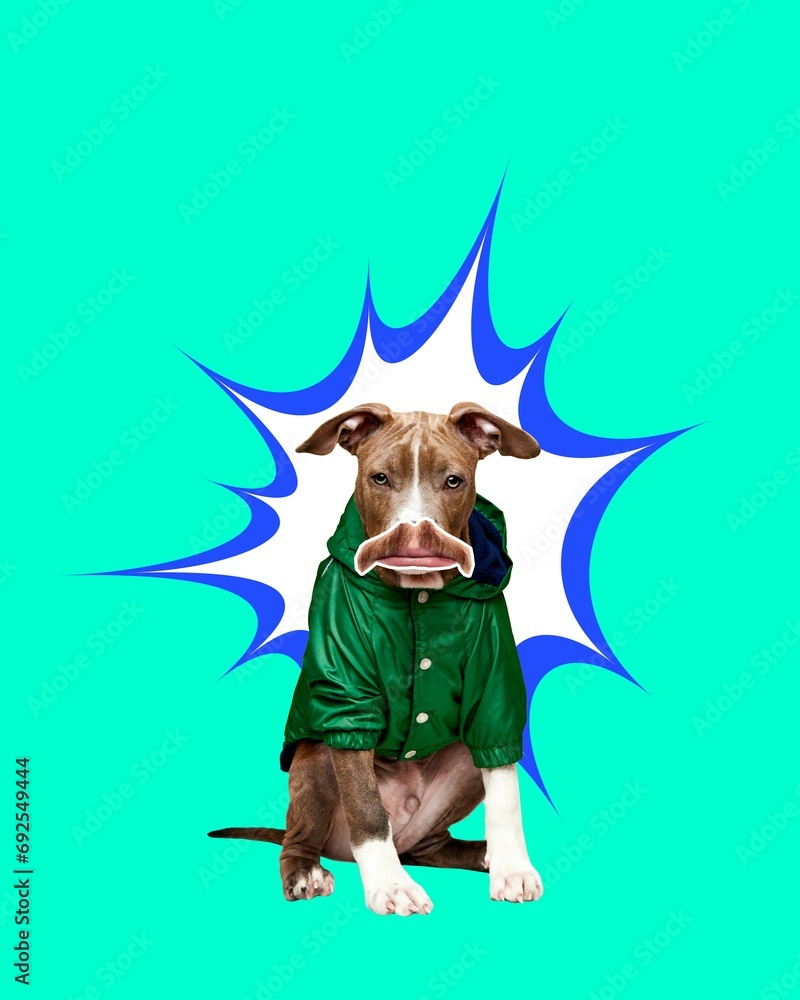 Serious look. Purebred dog in green clothes with male mouth sitting and ...