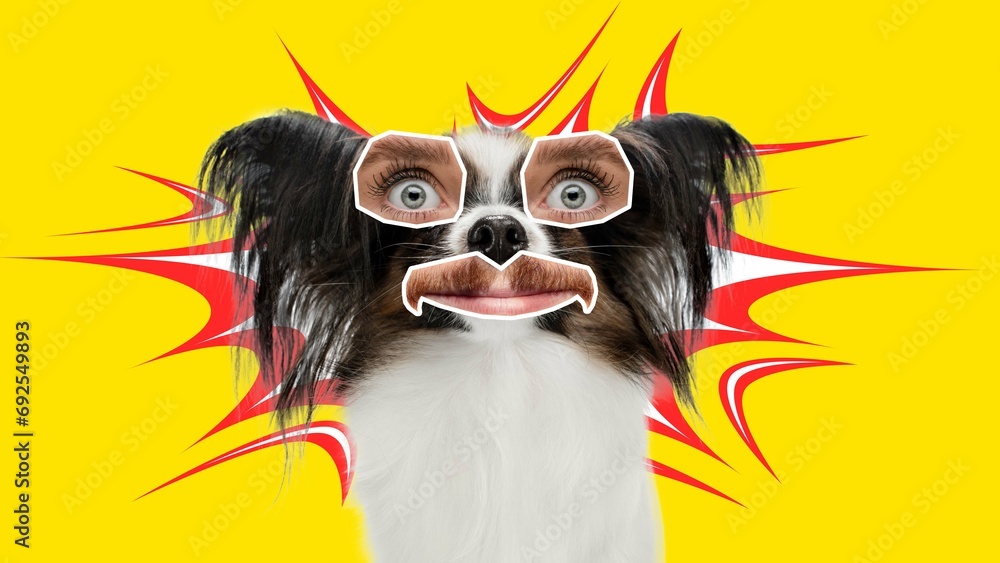 Purebred little dog with female eyes and male mouth looking against ...