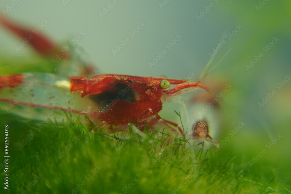 Red Rili Shrimp (Neocaridina davidi) |紅琉璃 Stock Photo | Adobe Stock