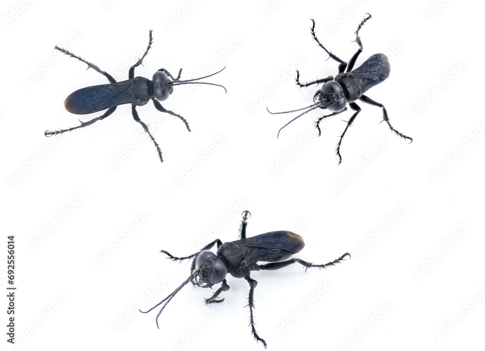 black cricket hunting wasp in the genus Lirus L. argentatus. member of ...