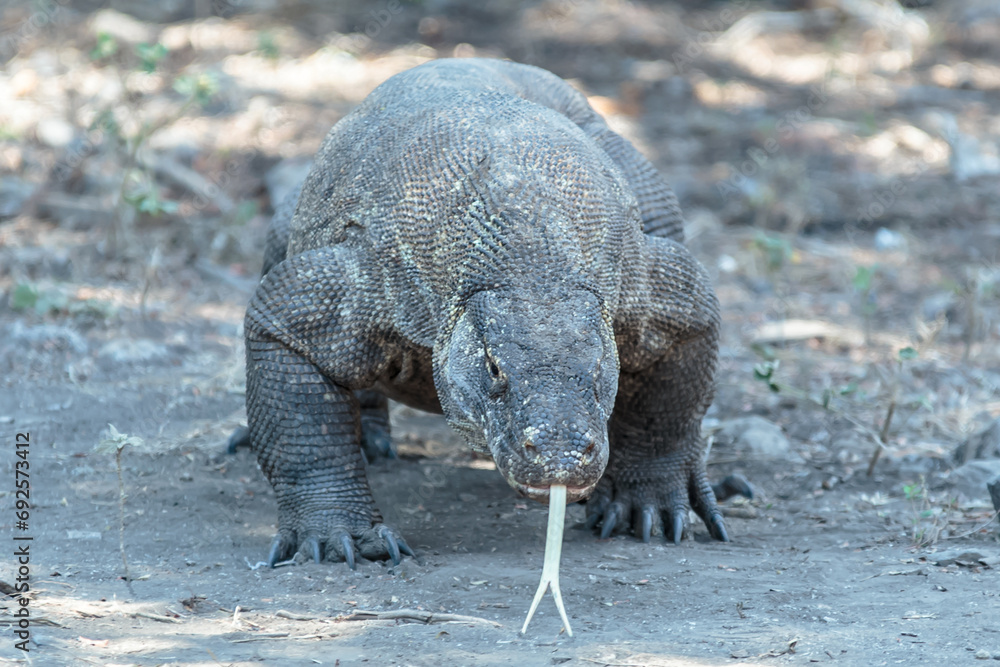 The Komodo dragon (Varanus komodoensis), also known as the Komodo ...