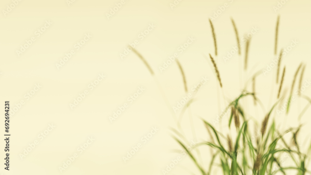 Wild grass wild flowers dreamy airy presentation background Alopecurus ...