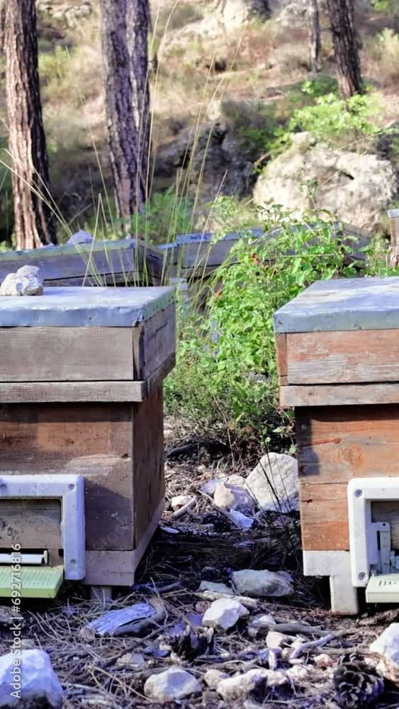 Mountain apiary hives in forest clearing, showcasing natural hive ...