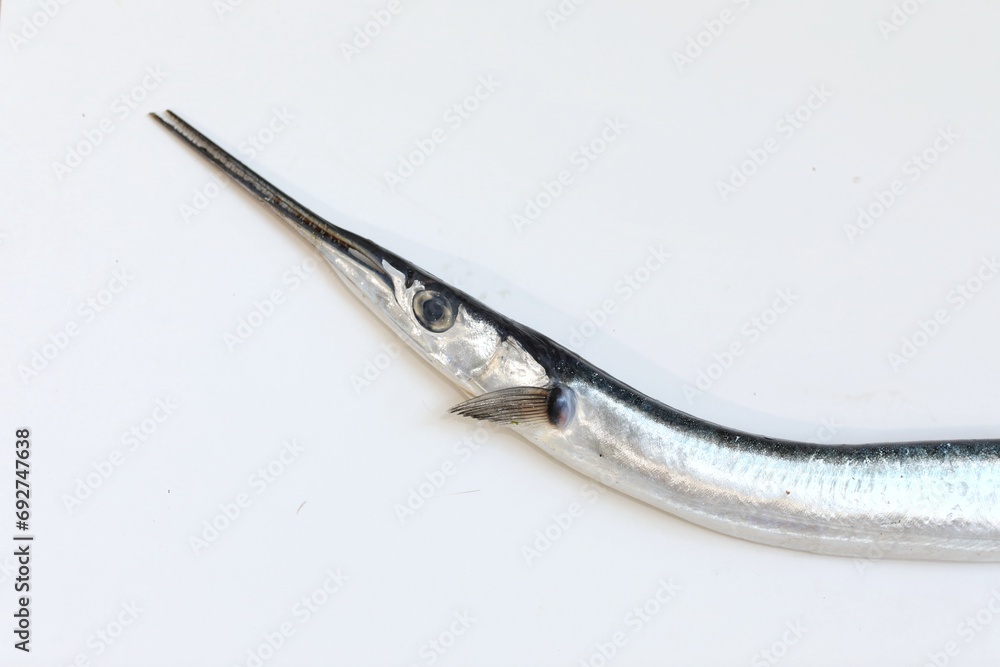 Redfish, in hand, sea needle, needle fish, fresh sea fish, seafood, on ...