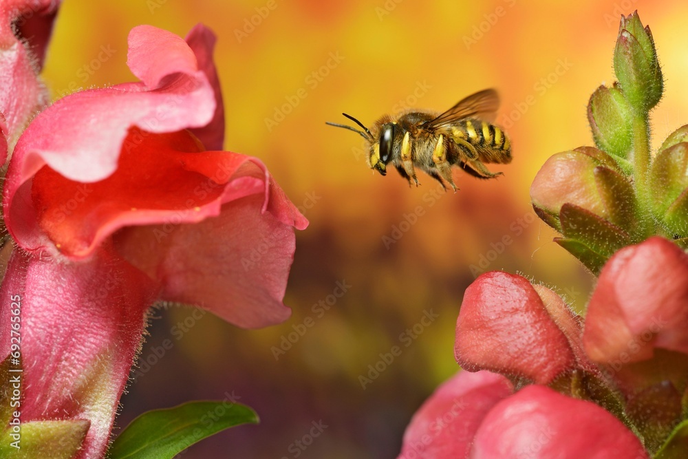European wool carder bee (Anthidium manicatum) in flight at the flower ...