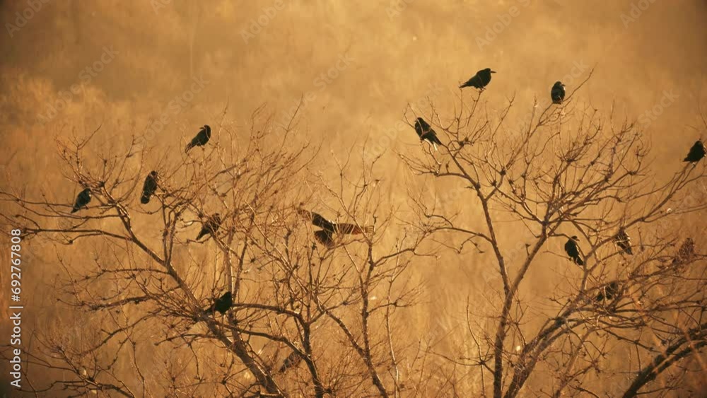 A flock of ravens take off from a tree in slow motion. Wildlife birds ...