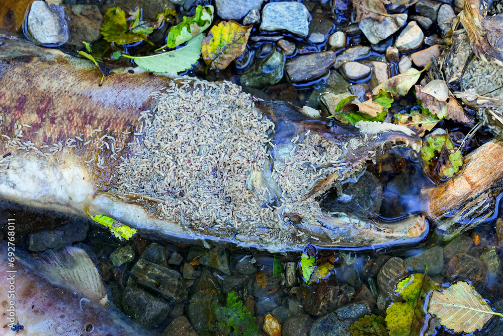 Maggots eating the dead body of a chinook salmon stranded on the banks ...
