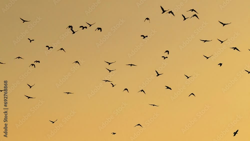 Birds flying 4K background. A flock of wild birds flies in slow motion ...