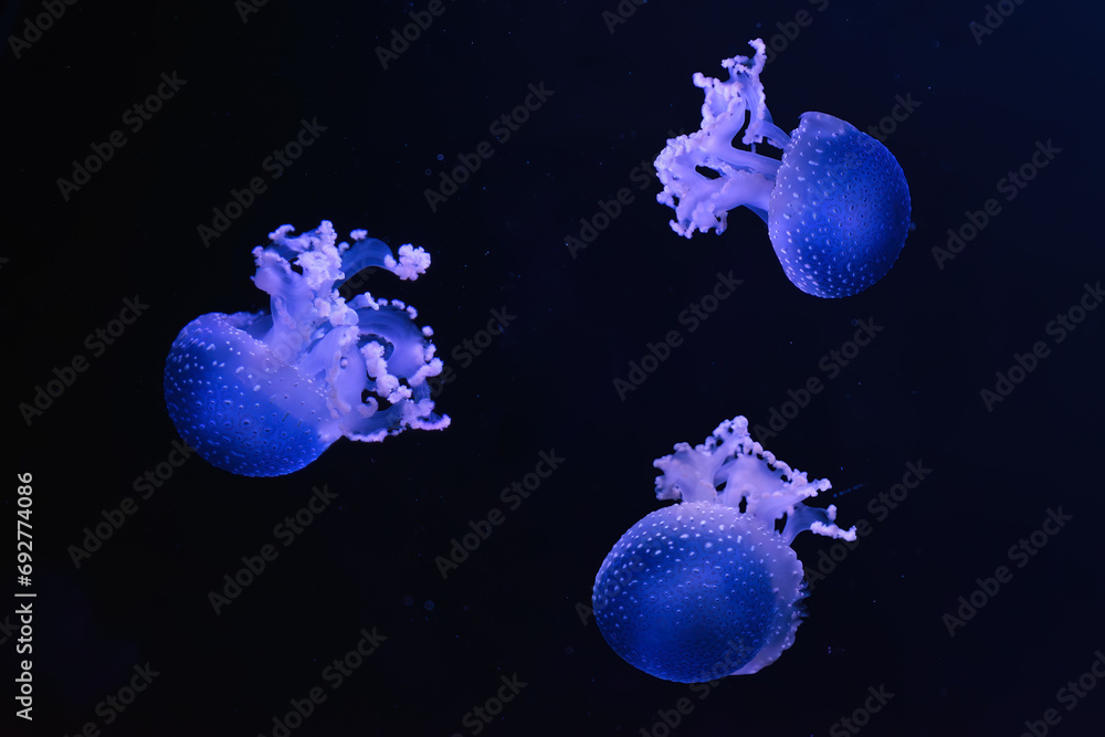 Fluorescent jellyfish, Spotted australian jellyfish, Phyllorhiza ...
