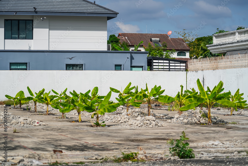 Growing Banana musa crop with dew drops on leaves. Young banana ...