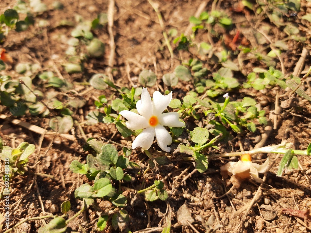 Nyctanthes arbor tristis flower. It's other names night blooming ...